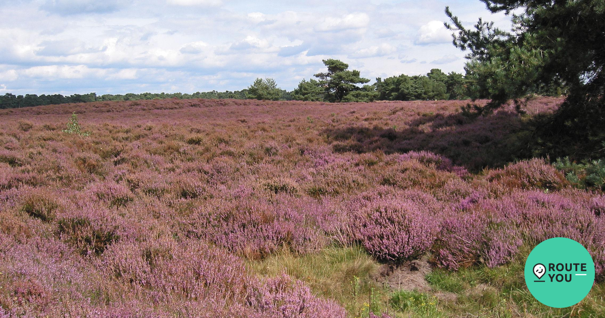 Een heide in bloei ontdekken via toppers | RouteYou