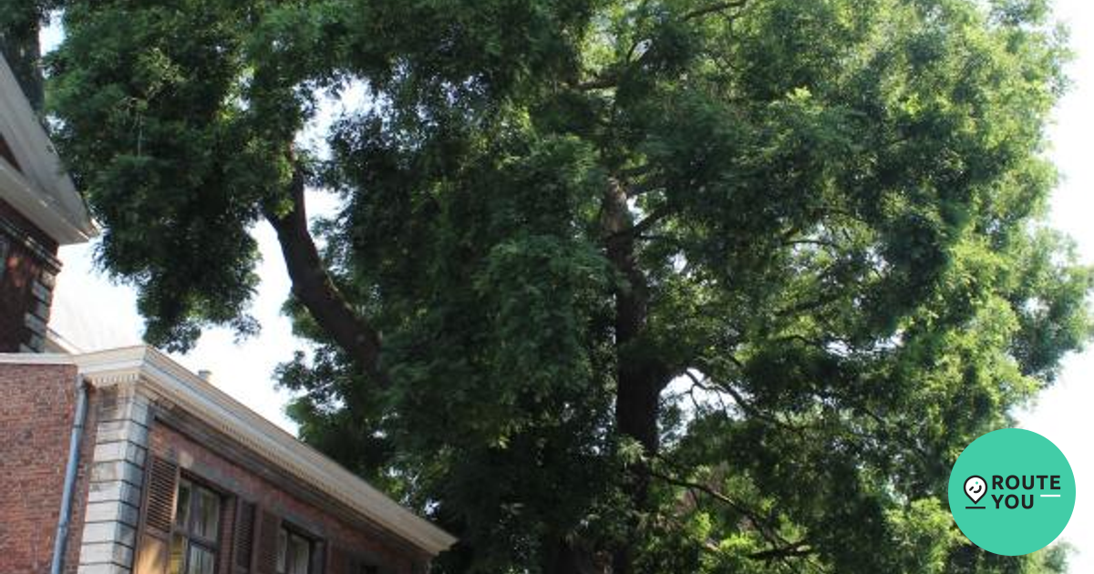 Boom van het groot verdriet - Boom | RouteYou