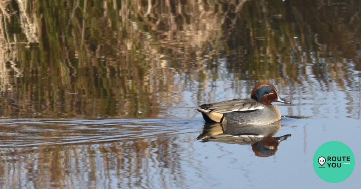 Wintertaling - Natuurfenomeen | RouteYou