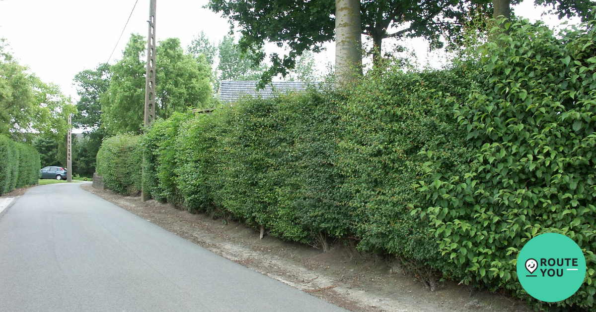 Geschoren afsluitingshaag van olm - Boom | RouteYou
