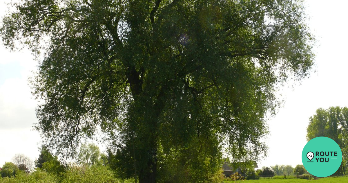 Twee opgaande wilgen als perceelsrandbegroeing - Boom | RouteYou