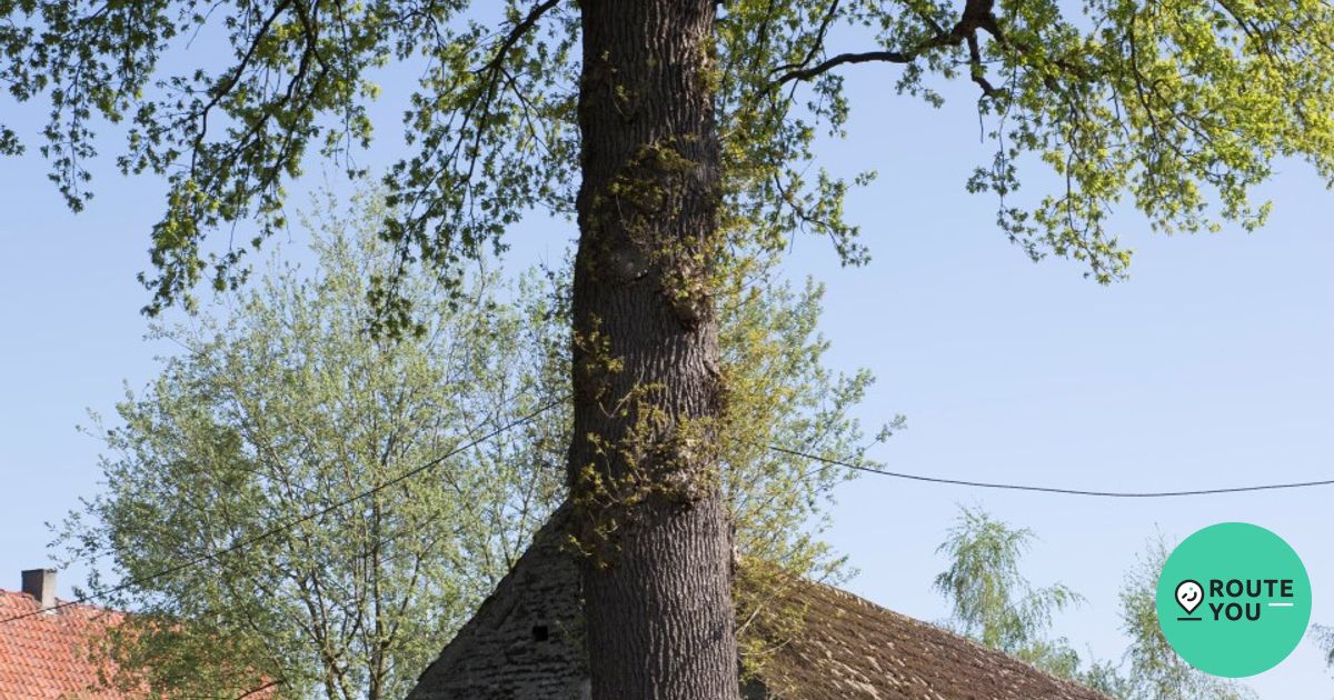 Opgaande zomereik als hoekboom bij kerkwegel - Boom | RouteYou