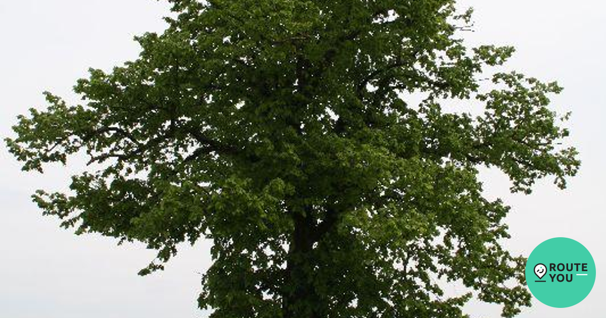 Boom van Witse - Boom | RouteYou