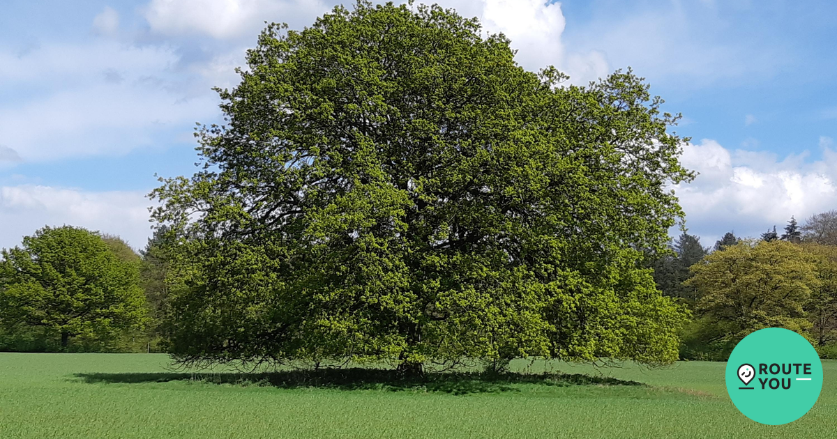 De mooiste eik - Boom | RouteYou