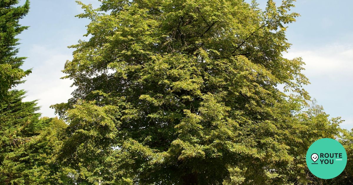 De Advocaat van Deurle - Boom | RouteYou