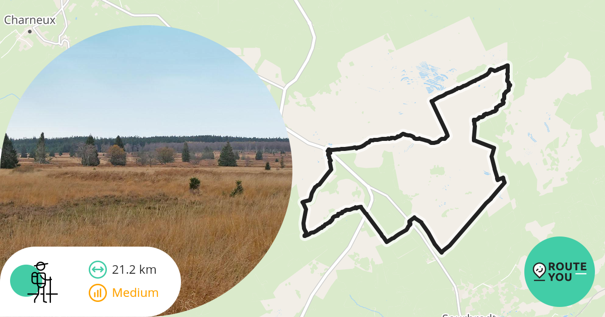 WANDELPUNT Hoge Venen - Hikingroute | RouteYou