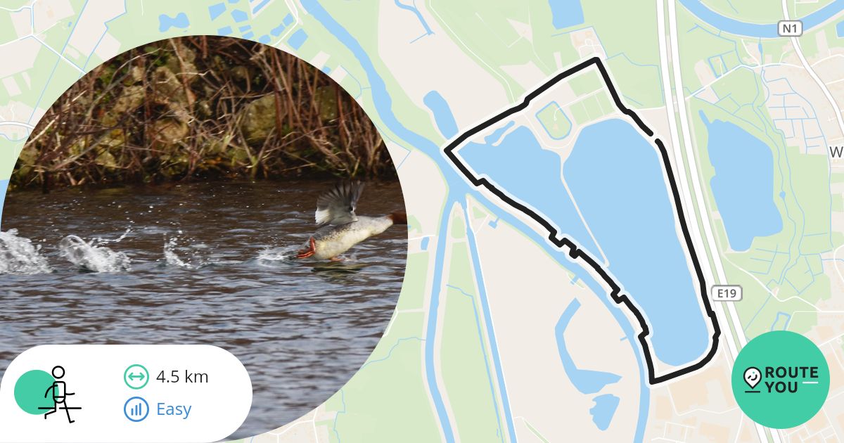 Rond de Grote Vijver van Walem (Battenbroek): zoeken naar de Brilduiker ...
