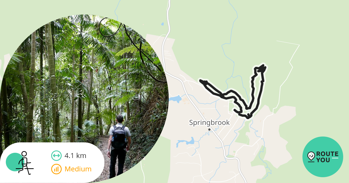 Purling Brook Falls Circuit in Springbrook National Park - Wandelroute ...