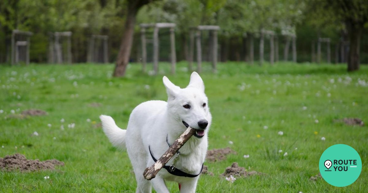 Ontdek de 10 prachtigste wandelroutes in Oedelem | RouteYou
