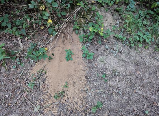 Graft - Landscape element | RouteYou